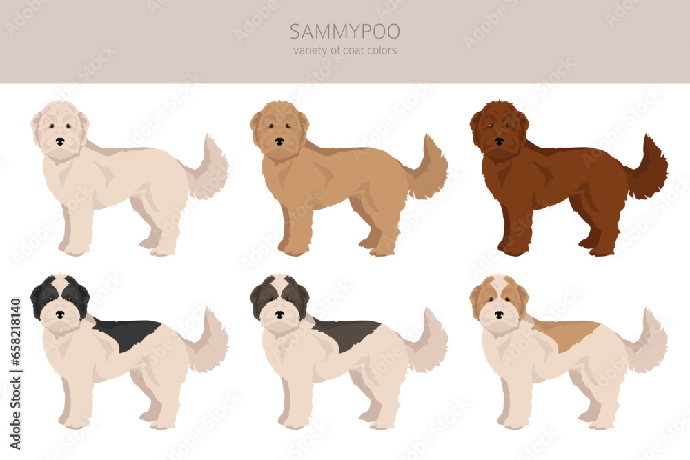 Sammypoo clipart. Samoyed dog Poodle mix. Different coat colors set ...