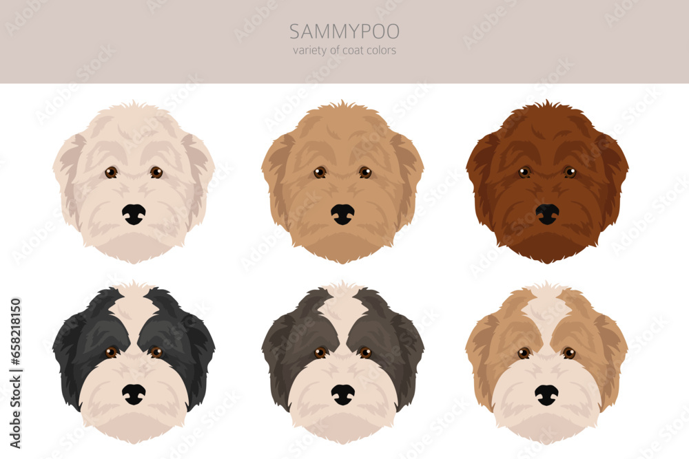 Sammypoo clipart. Samoyed dog Poodle mix. Different coat colors set ...