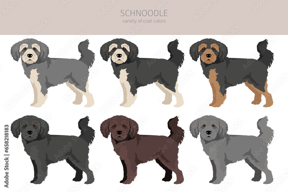 Schnoodle clipart. Schnauzer Poodle mix. Different coat colors set ...