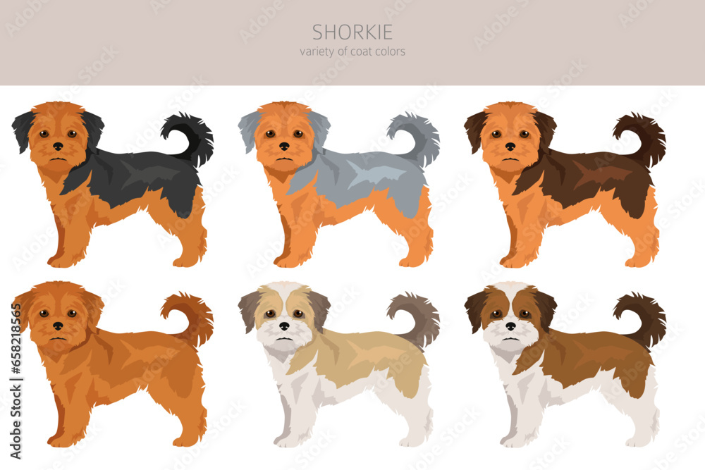 Shorkie clipart. Shih-Tzu Yorkshire terrier mix. Different coat colors ...