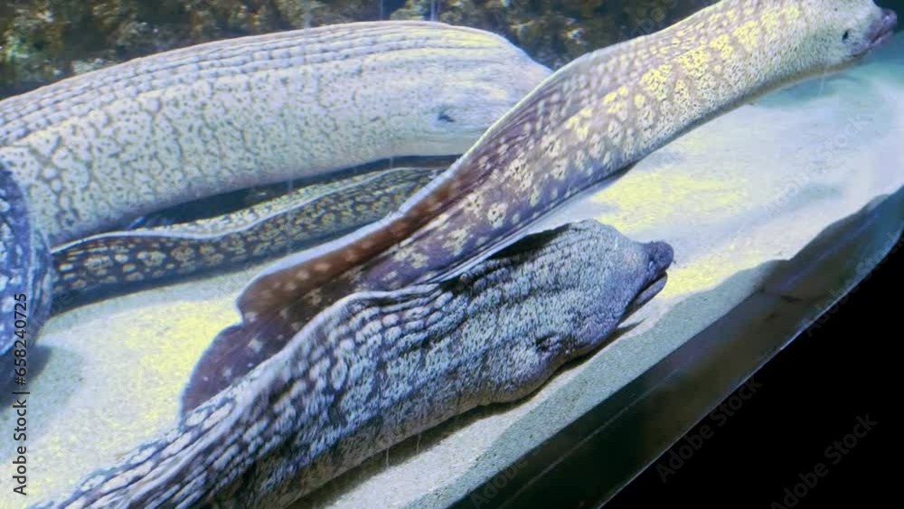 A group of several large European moray eels (Muraena helena) in an ...