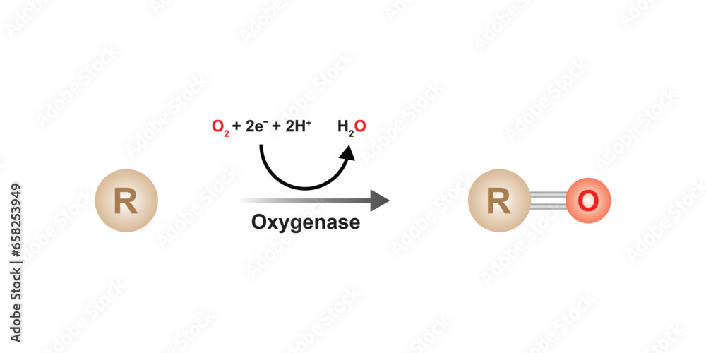Oxygenase Enzyme Function Concept Design. Vector Illustration. Stock ...