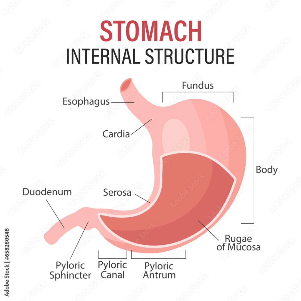 Anatomy of the human stomach, medical poster with detailed diagram of ...
