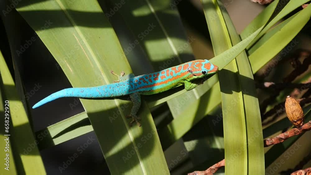 Blue-tailed ornate day Gecko, protected endemic species of Mauritius ...