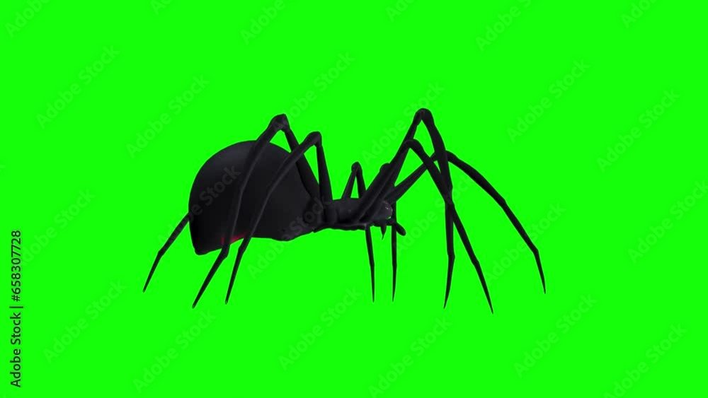 Black Widow Spider - Crawling Loop - Side View - Realistic 3D animation ...