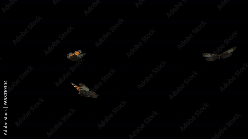 Tortoise Shell Butterflies - Three Flying Around Loop - MS - Realistic ...