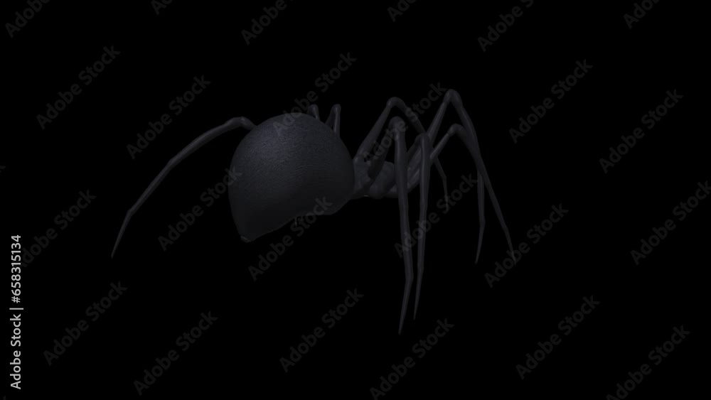 Black Widow Spider - Crawling Loop - Back Side Angle View - Alpha ...