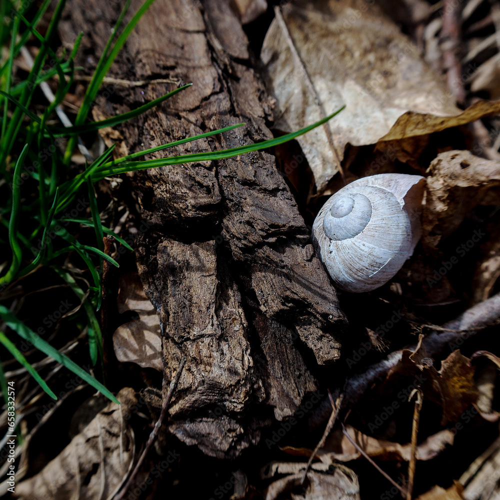 Poster Empty Snail Shell in Nature – Wall Art | UkPosters