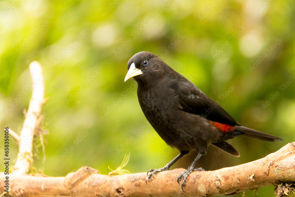 Guaxe ou japiim-de-costas-vermelhas, japiim-do-mato, é uma ave de penas ...