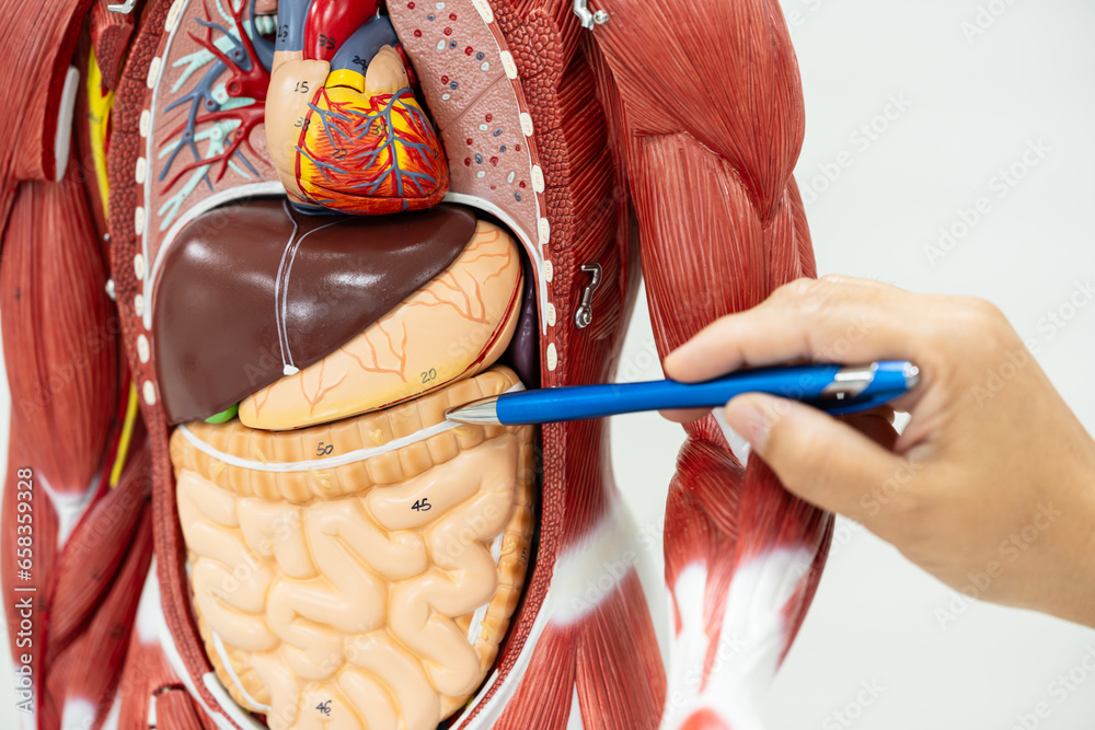 Anatomy human body model isolated on white background.Part of human ...