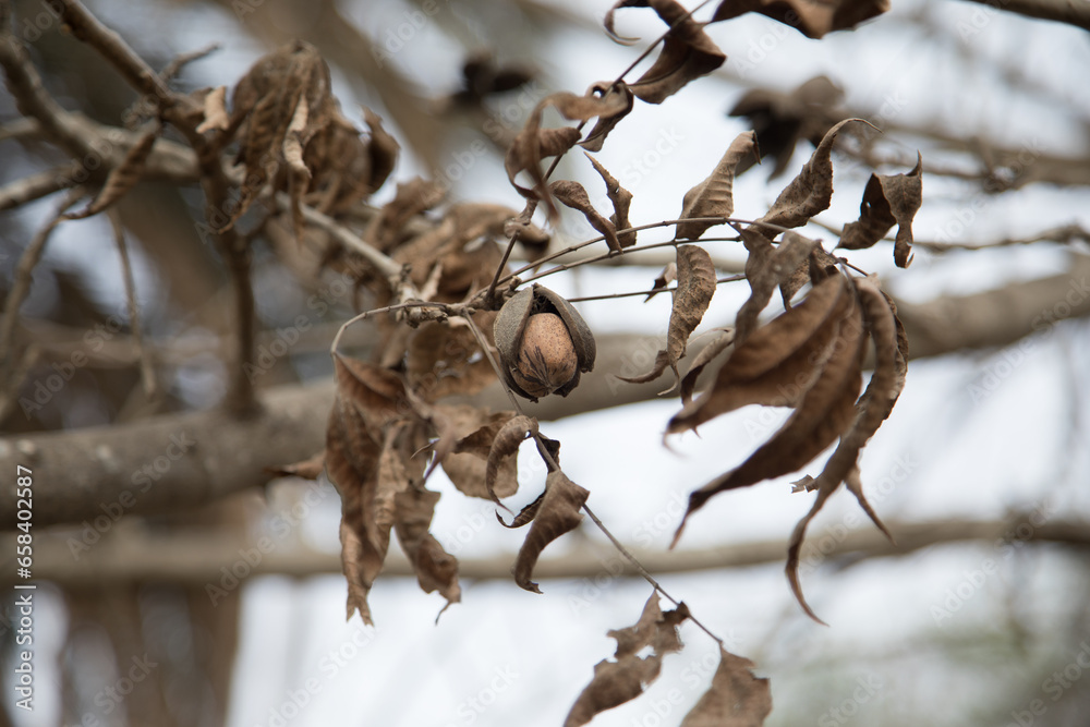 Árbol de pecana en Ica Peru con frutos secos en su vaina semilla comida ...