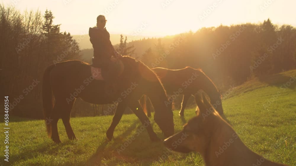 LENS FLARE: Two beautiful brown horses graze in golden light during ...