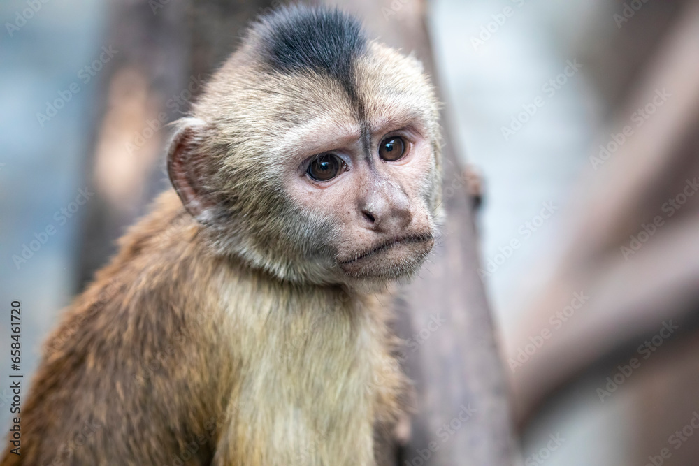The wedge-capped capuchin (Cebus olivaceus) is a capuchin monkey from ...