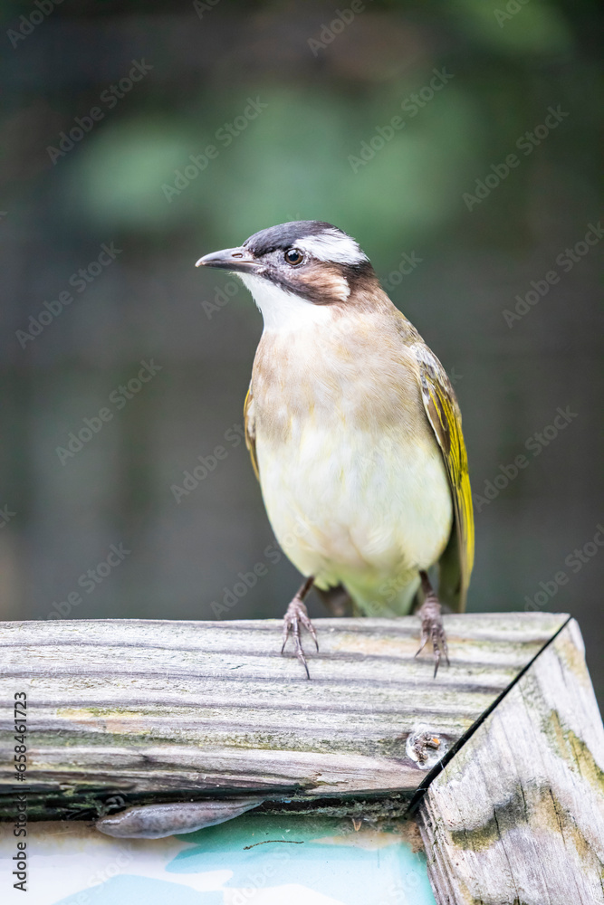 The light-vented bulbul (Pycnonotus sinensis) is a species of bird in ...