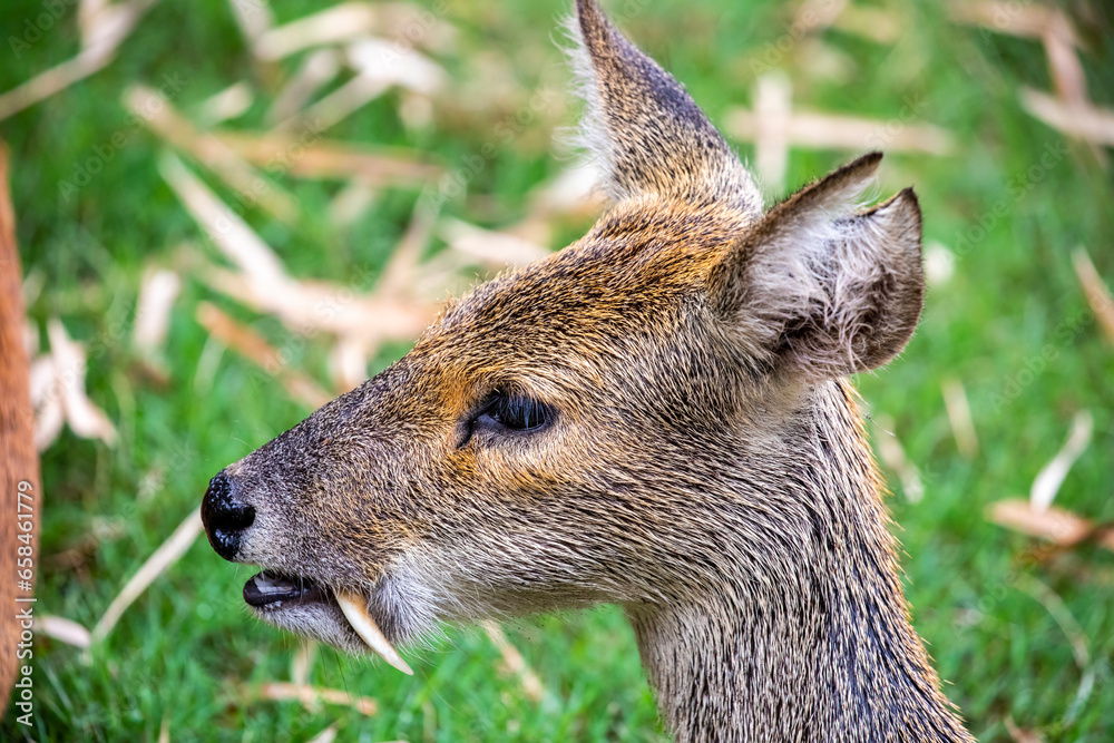 The water deer (Hydropotes inermis) is a small deer species native to ...