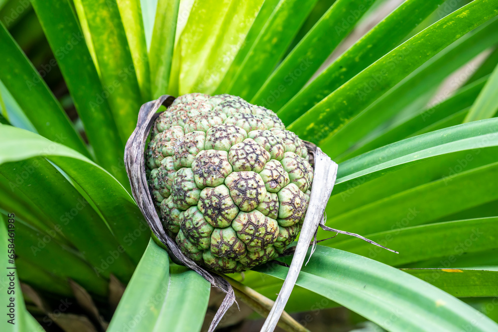 The fruit of thatch screwpine (Pandanus tectorius) is a species of ...