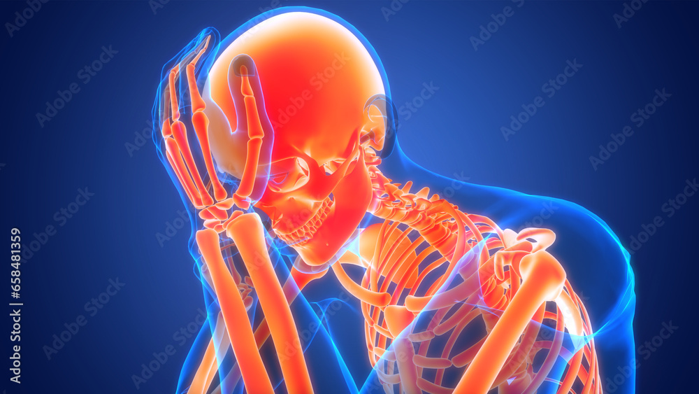 Human Skelton System Bone Joints Anatomy Stock Illustration | Adobe Stock