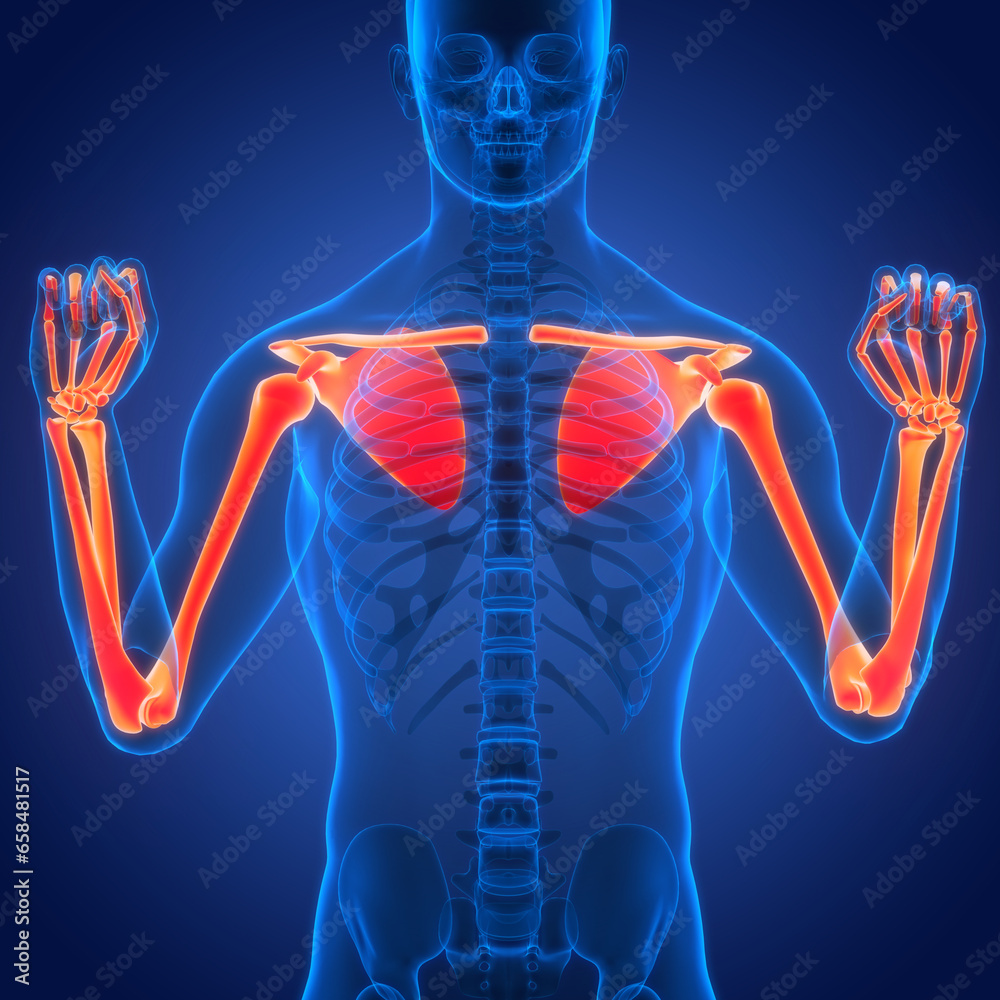 Human Skeleton System Upper Limbs Bone Joints Anatomy ilustração do ...