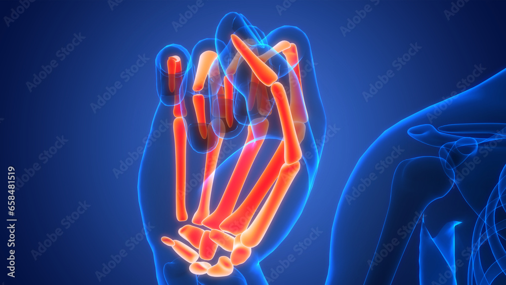 Human Skeleton System Palm hand Bone Joints Anatomy Stock Illustration ...