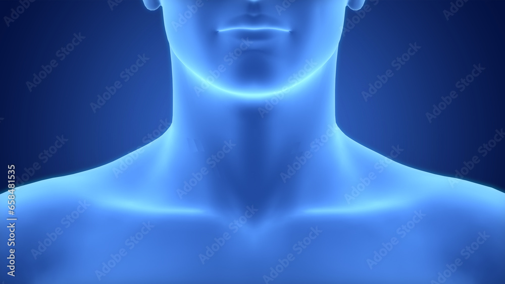 Human Body Neck Anatomy Stock Illustration | Adobe Stock