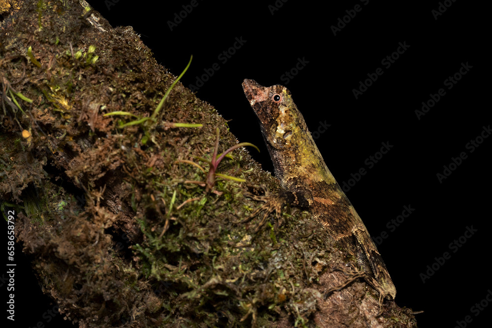 Anolis capito, the bighead anole, is a species of lizard in the family ...