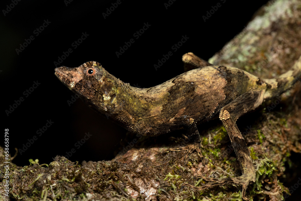 Anolis capito, the bighead anole, is a species of lizard in the family ...