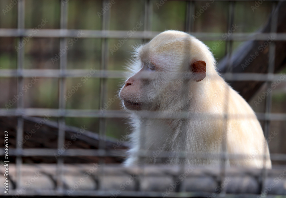 Macaca sp. One type of monkey in Indonesia. It appears that an albino ...