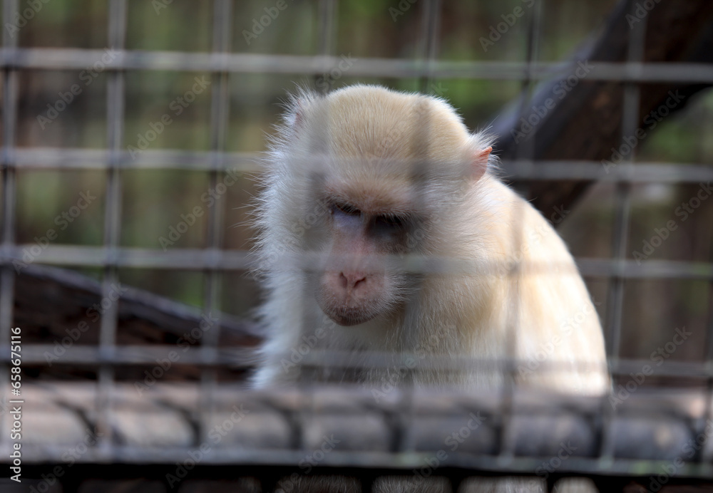 Macaca sp. One type of monkey in Indonesia. It appears that an albino ...