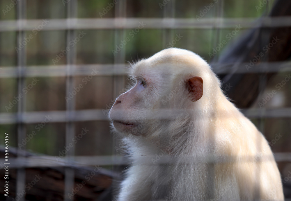 Macaca sp. One type of monkey in Indonesia. It appears that an albino ...