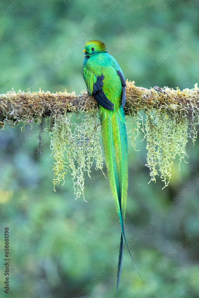 Resplendent quetzal (Pharomachrus mocinno) is a small bird found in ...