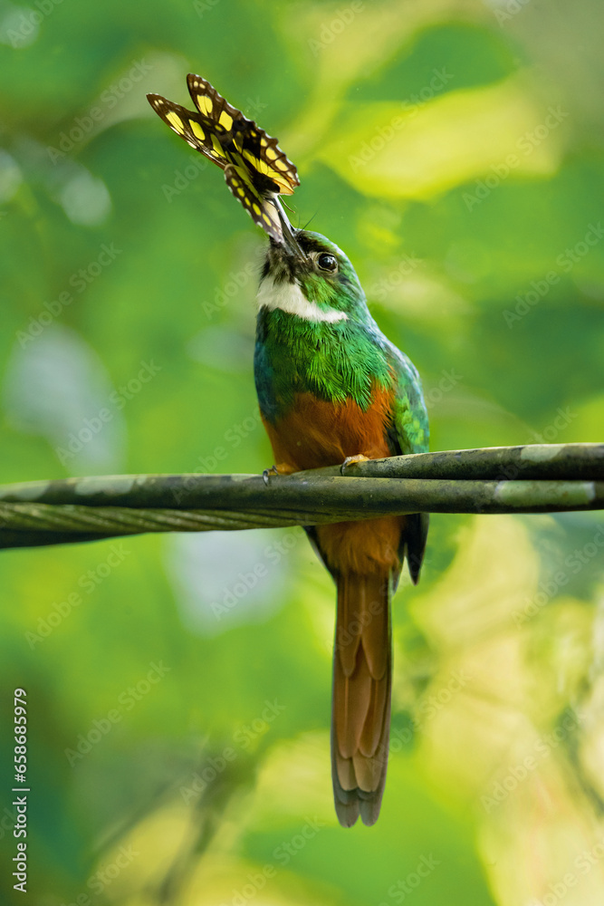 Foto de The rufous-tailed jacamar (Galbula ruficauda) is a near ...
