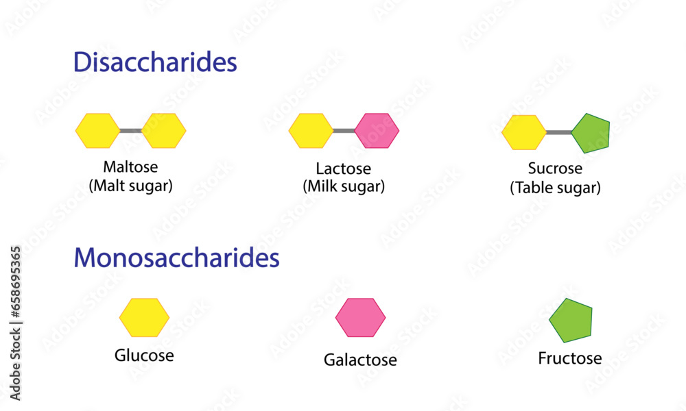 Carbohydrates Digestion. Maltase, Sucrase and Lactase Enzymes catalyze ...