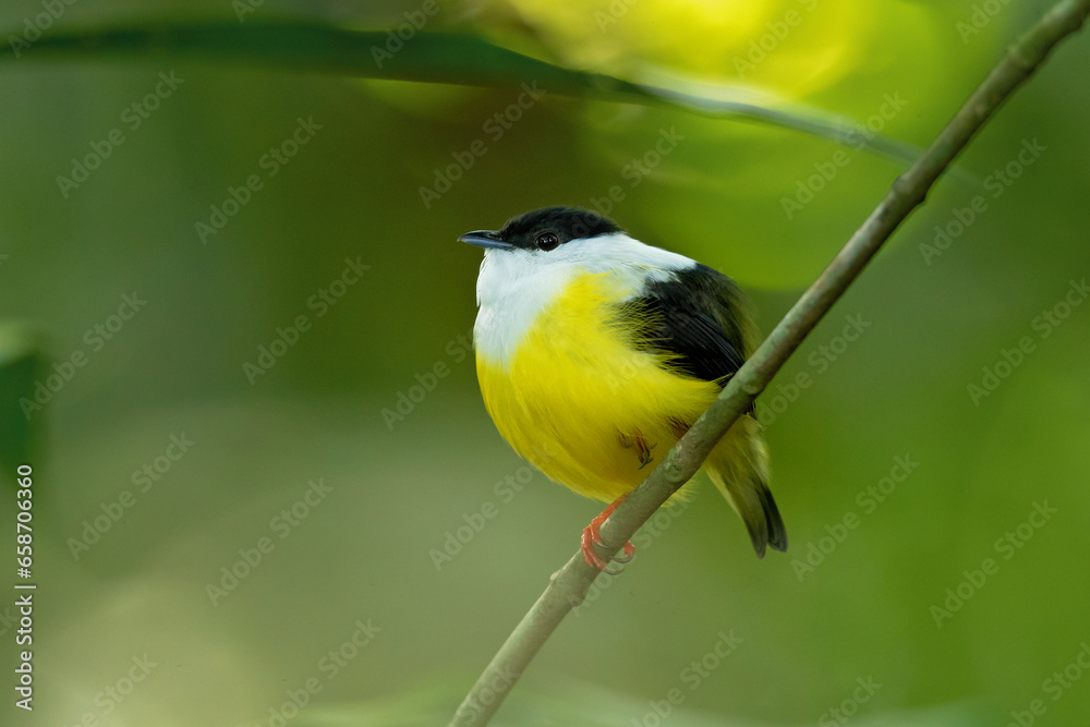 White-collared manakin (Manacus candei) is a passerine bird in the ...