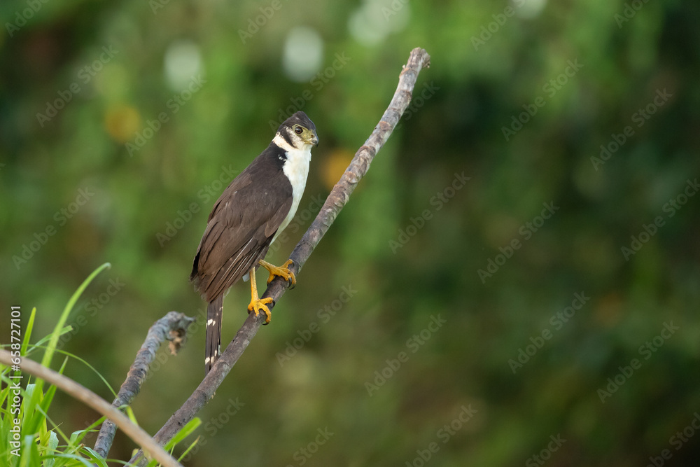 The collared forest falcon (Micrastur semitorquatus) is a species of ...