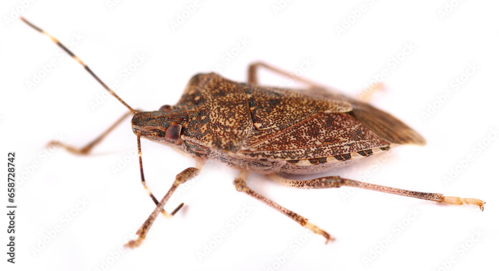 Brown Marmorated Stink Bug isolated on white, with clipping path ...
