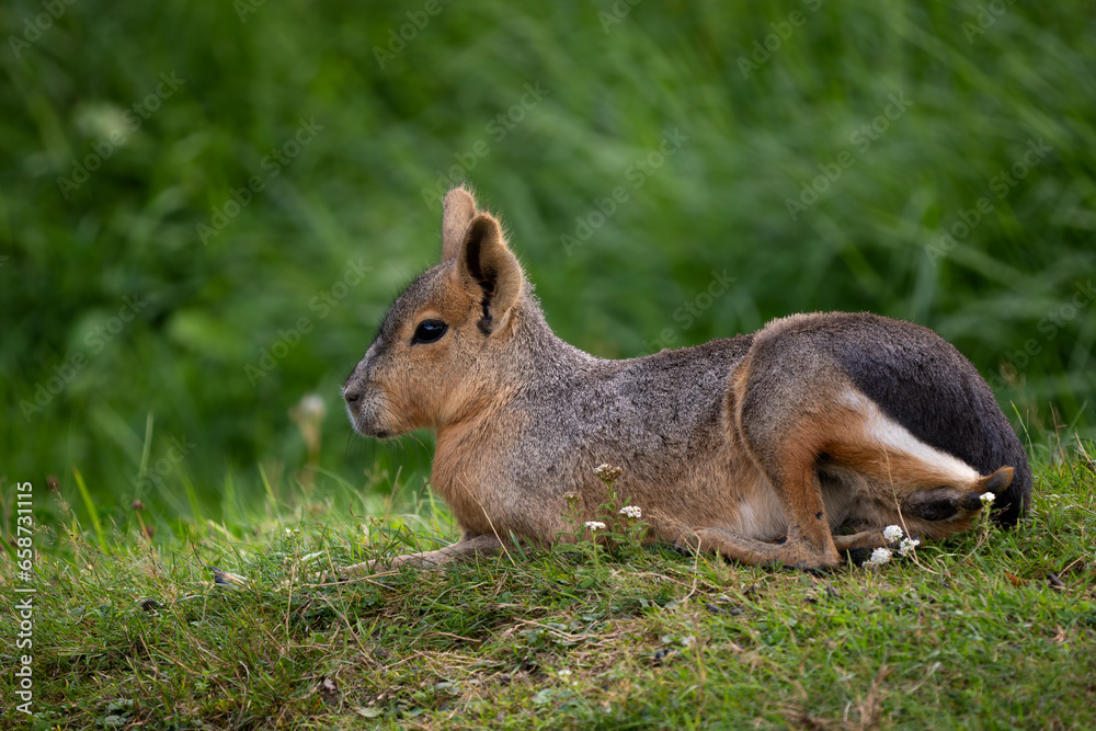 Patagonian Mara - Dolichotis patagonum, beautiful large American rodent ...