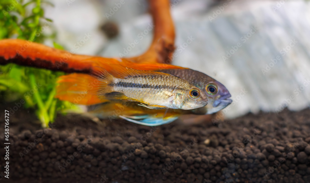 Cockatoo dwarf cichlid fish - Apistogramma cacatuoides Stock Photo ...