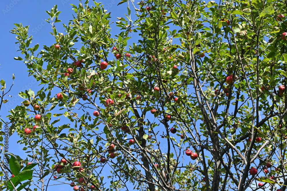 Plum-leaf crabapple / Chinese crabapple ( Malus prunifolia ) fruits ...