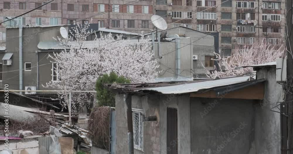 Experience the vivid transformation of urban landscapes as spring ...