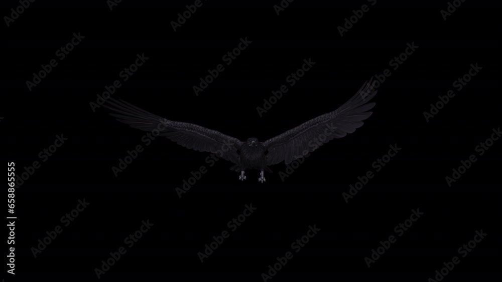 Black raven - Flying loop - Front view - Realistic 3d animation with alpha channel isolated on ...