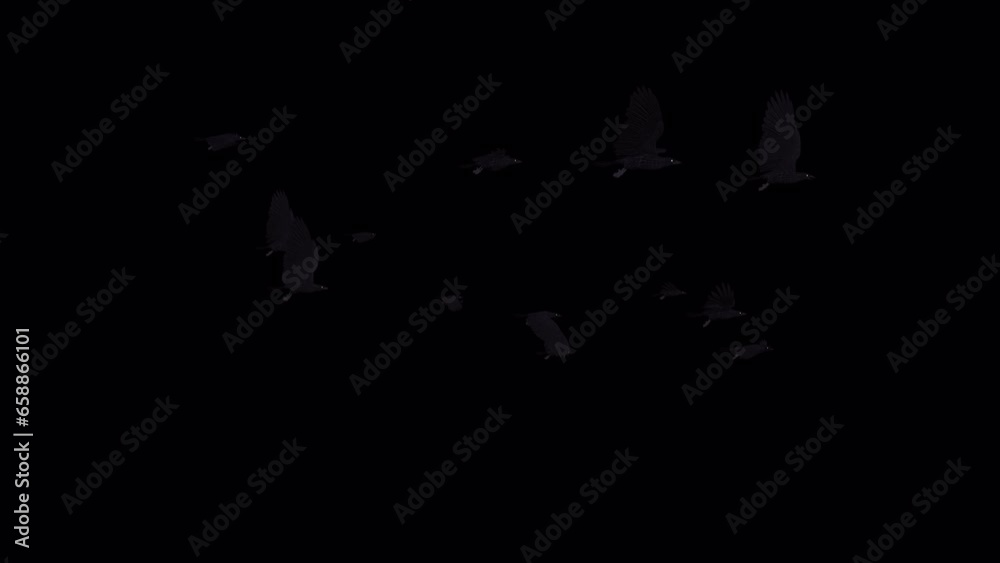 Flock of 13 Black Birds - Flying Loop - II - Side View - Realistic 3D animation with alpha ...