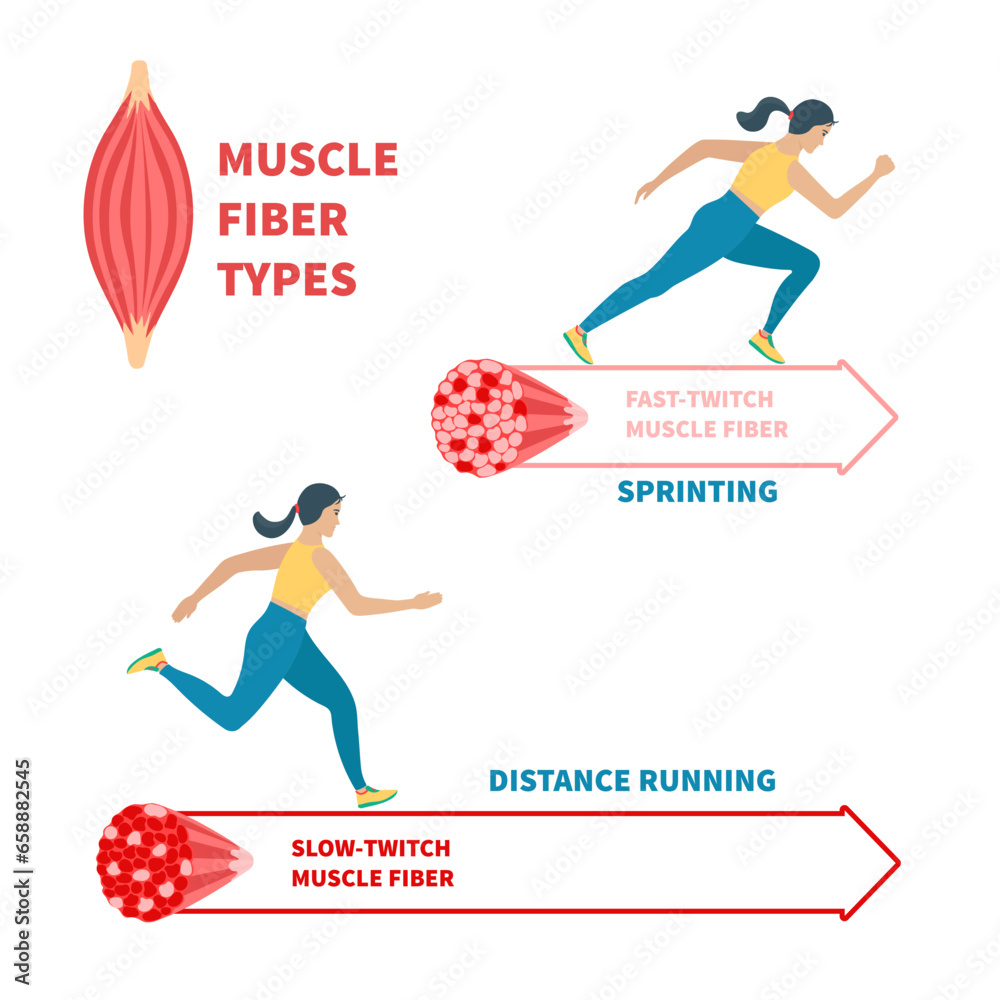 Skeletal muscle fiber types with slow twitch and fast twitch ...