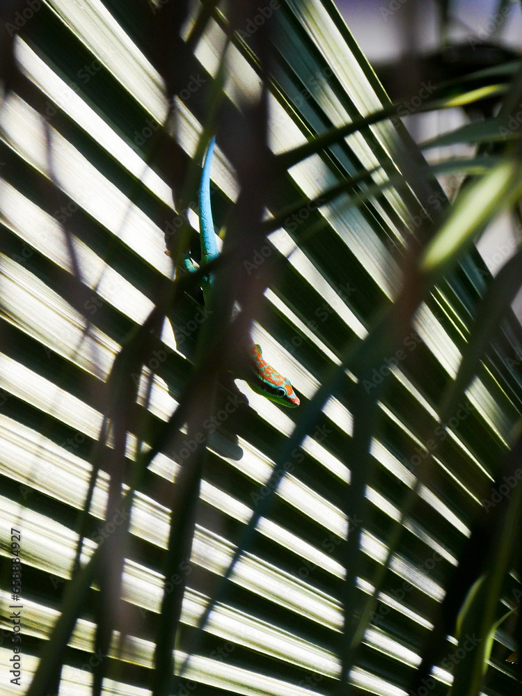 Blue-tailed ornate day Gecko, protected endemic species of Mauritius ...