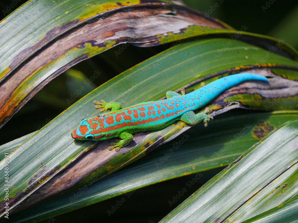 Blue-tailed ornate day Gecko, protected endemic species of Mauritius ...