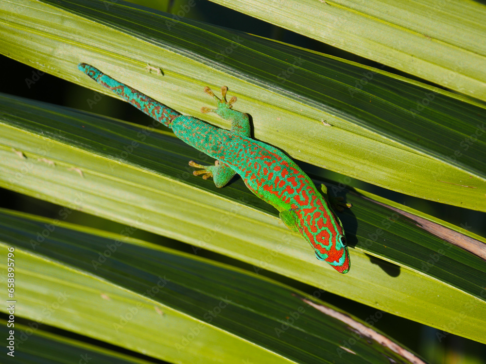 Blue-tailed ornate day Gecko, protected endemic species of Mauritius ...