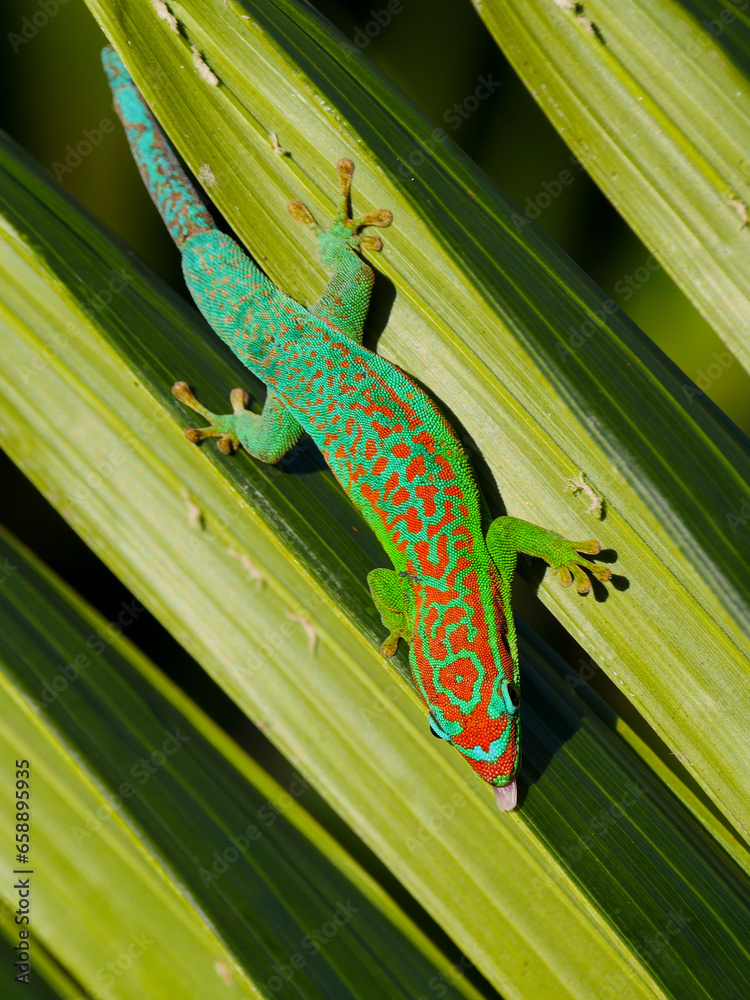 Blue-tailed ornate day Gecko, protected endemic species of Mauritius ...
