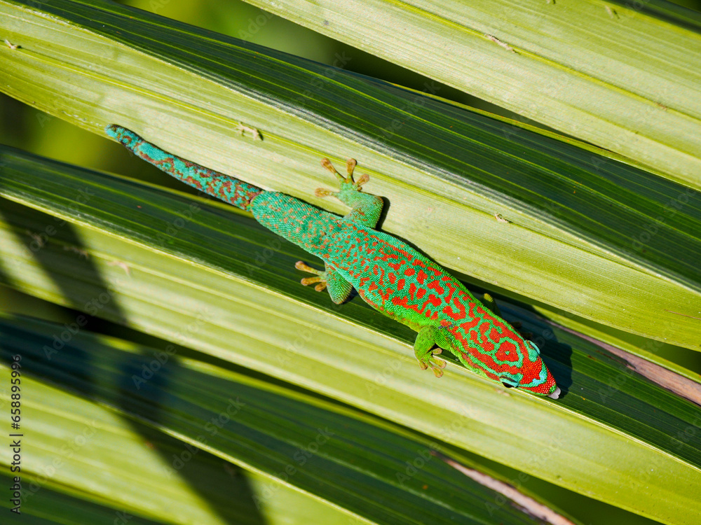 Blue-tailed ornate day Gecko, protected endemic species of Mauritius ...