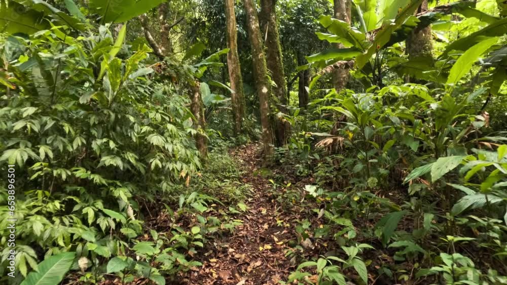 Walking along hiking trails in green tropical rainforest jungle 4K ...