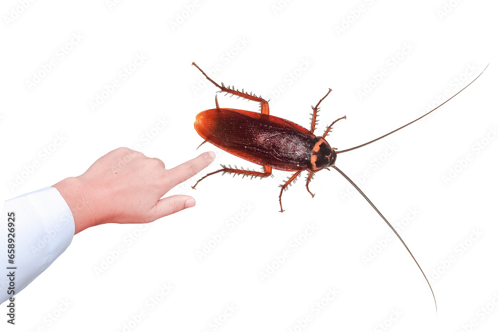 Finger points to cockroach,cockroach, scary cockroach Scary ...