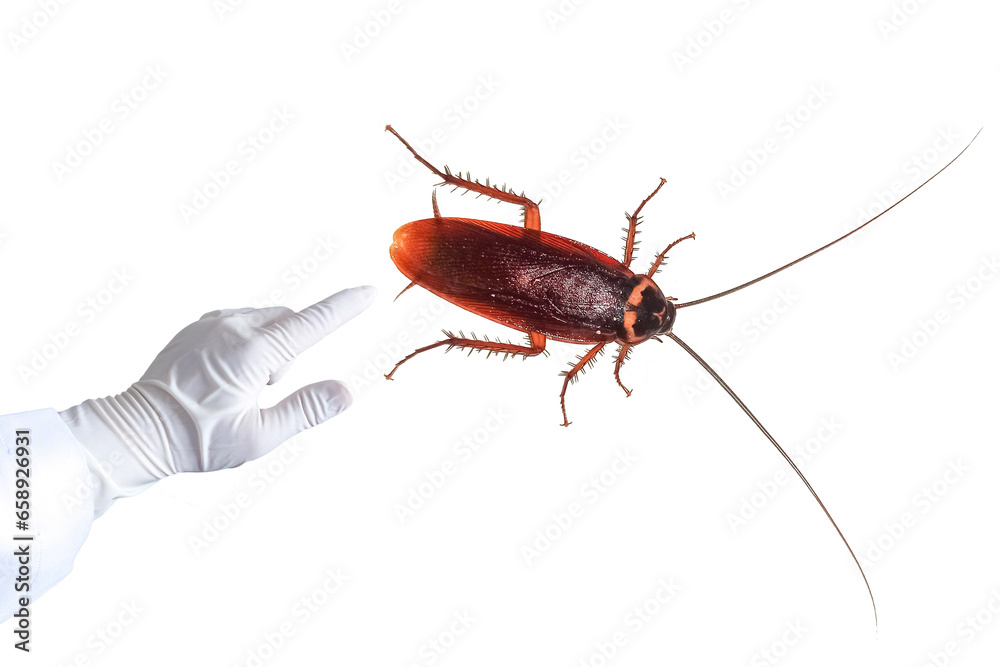 Finger points to cockroach,cockroach, scary cockroach Scary ...